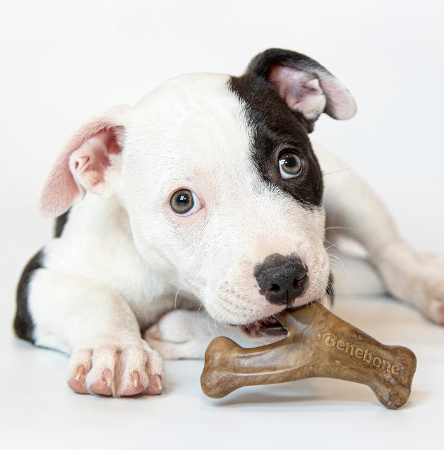 Benebone Puppy Chews - Assorted Styles and Flavours – Perfectly Pawesome